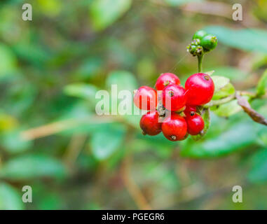 Vibrant red ripe redcurrant berries in the summer sun macro photo Stock ...