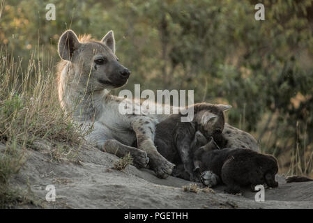 Spotted hyena family (Crocuta crocuta) with nursing cubs in African ...