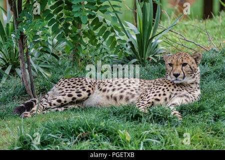 Le guépard (Acinonyx jubatus) est un grand mammifère carnassier de la ...
