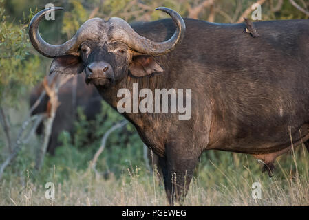 Side view of African Black Buffalo or Cape Buffalo, isolated on white ...