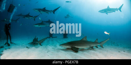 Picture shows a Lemon shark at the Bahamas Stock Photo - Alamy