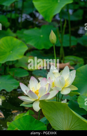 Beautiful lotus flowers with long stems on beige background Stock Photo ...