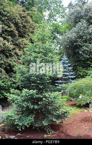 Evergreen plant, Seattle, Washington, USA Stock Photo - Alamy