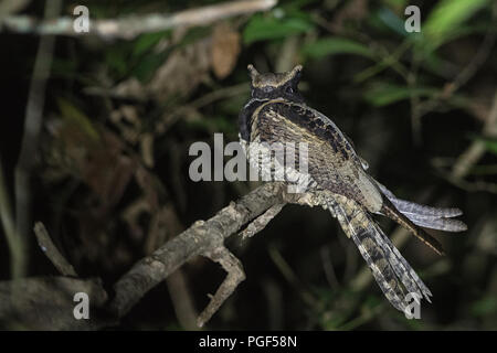 The great eared nightjar (Lyncornis macrotis syn Eurostopodus macrotis ...