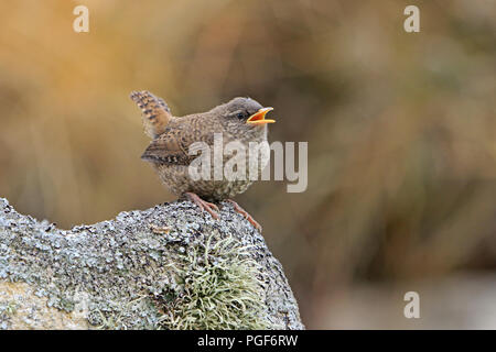 St Kilda wren chick on a stone wall behind Main Street on Hirta Outer ...