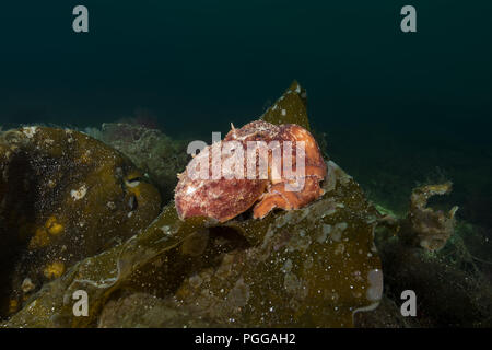 Curled octopus, lesser octopus, horned octopus, Zirrenkrake, Zirren ...