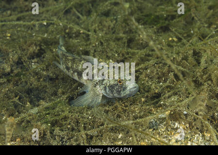 The black Mediterranean goby fish - (Gobius niger Stock Photo - Alamy
