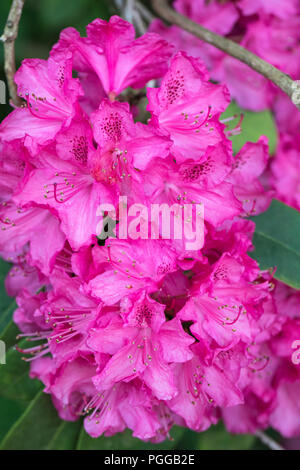 May flowering deciduous azalea, Rhododendron 'Snowbird' at The Garden ...