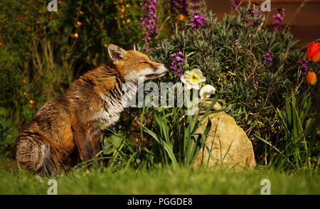Closeup of a red fox smelling the flower marigold Stock Photo - Alamy
