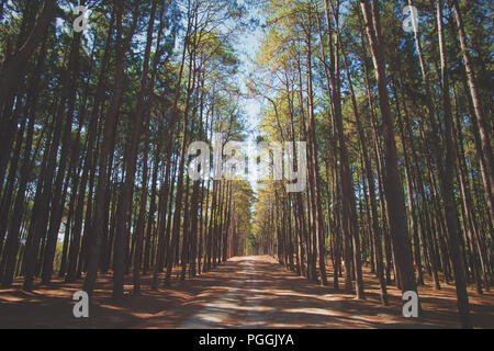 Beautiful nature, many tree of the Pinus kesiya (Khasi pine, Benguet ...
