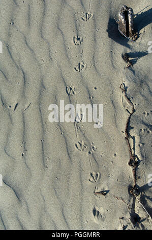 Tracks Of A Gull In Sand Stock Photo - Alamy
