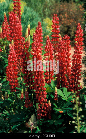 lupin 'The Page' (Lupinus 'The Page' Stock Photo - Alamy