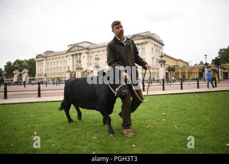 A cow joins a herd of rare-breed sheep graze in Green Park in central ...