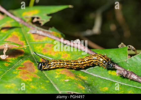 Orange-striped oakworm - Anisota senatoria Stock Photo - Alamy