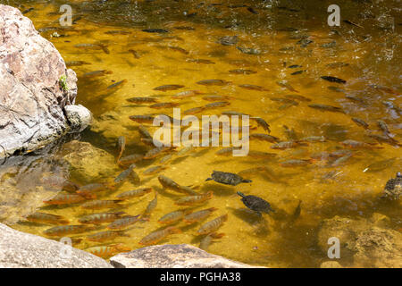 Mayan cichlid (Mayaheros urophthalmus) fish in canal - Long Key Natural ...