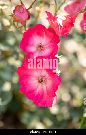 Flower of Flowering rose Rosa Chuckles Stock Photo - Alamy