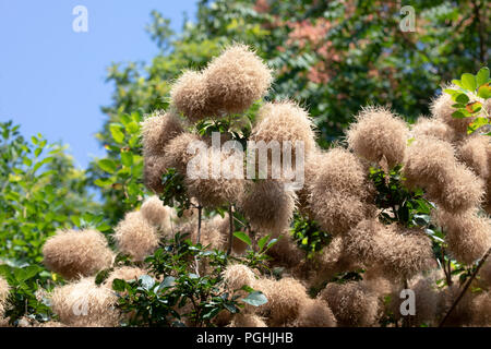 Flowering Cotinus Coggygria “Daydream” Cultivar of Common Smoketree ...