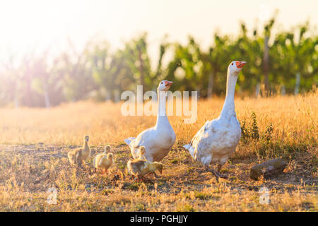 white geese family at sunset with sunny hotspot Stock Photo - Alamy