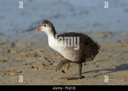 Juvenile Eurasian coot walking on sand and mud Stock Photo - Alamy