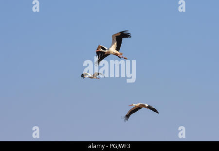 White Stork at flight above red sea area egypt Stock Photo - Alamy