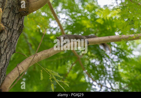 a cute squirrel relaxing on a tree Stock Photo - Alamy