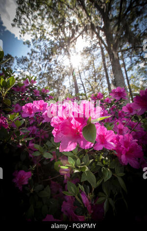 Wild Pink Azaleas Stock Photo - Alamy