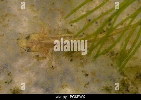 Young smooth newt (Lissotriton vulgaris) on hand Stock Photo - Alamy