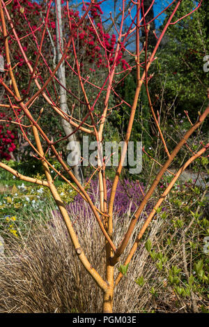 Acer conspicuum 'Phoenix' in spring sunshine. An ornamental Maple tree ...