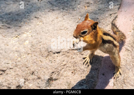 A cute adorable chipmunk with both front paws, feet on the window ...