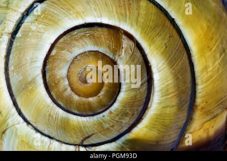 yellow stripped snail shell revealing the mathematic fibonacci spiral ...