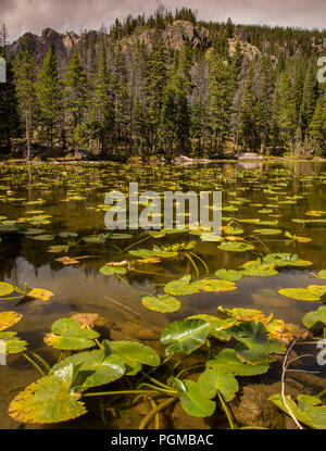 Nymph Lake in Rocky Mountain National Park, Colorado on calm sunny ...