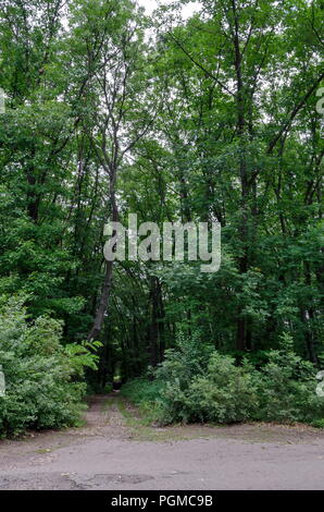 Deciduous forest in the middle of summer close-up Stock Photo - Alamy