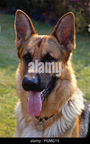 German Shepherd Dog / Alsatian Stock Photo - Alamy