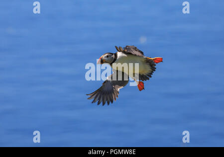 Flying puffin, Atlantic Puffin, Fratercula artica, arctic black and ...