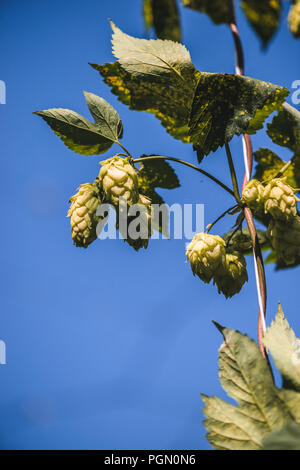 Hop field on a background of blue sky with clouds Stock Photo - Alamy