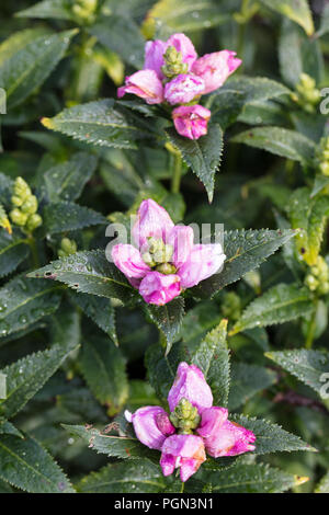 Flowering rose turtlehead (Chelone obliqua Stock Photo - Alamy