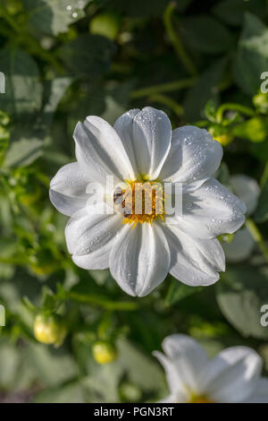 'Sneezy' Dwarf single-flowered dahlia, Enkelblommiga gruppen (Dahlia x ...