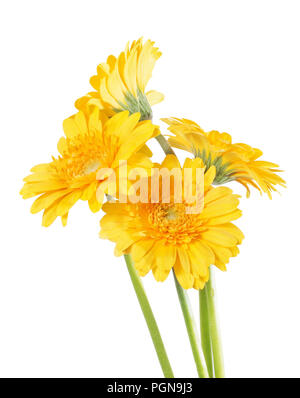 FLORA : GERMINI Stock Photo - Alamy