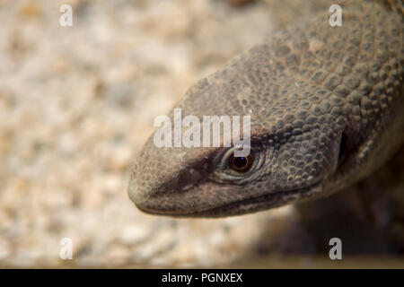 Earless Monitor lizard, Borneo, Indonesia Stock Photo - Alamy