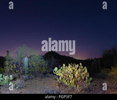 Saguaro cacti and a starry night sky Stock Photo - Alamy
