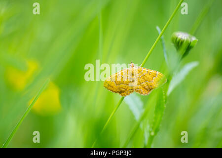Yellow shell moth (Camptogramma bilineata) with deformed wing. British ...