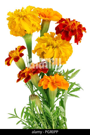 A closeup shot of the small yellow flowers in the garden Stock Photo ...