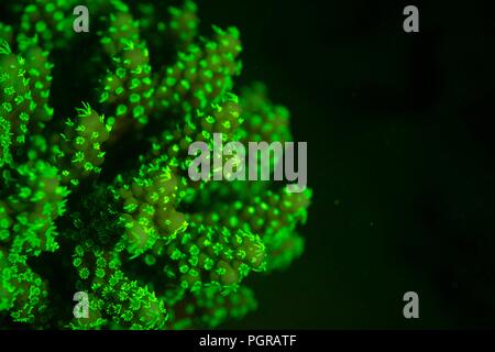 Coral polyps on a coral reef glow fluorescent green at night due to ...