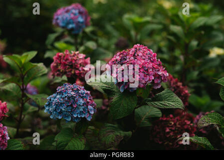 Gorgeous dark purple hydrangea flowers blooming on a summer day Stock ...