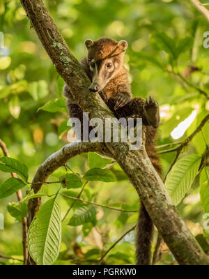 Wild white-nosed coati in rainforest Stock Photo - Alamy