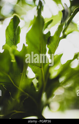 A series of Lacy Philodendron plant images of glossy waxy tropical ...