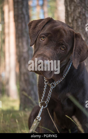 brown labrador puppy is walking on the street Stock Photo - Alamy