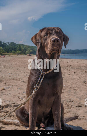 Labrador looks at the sea and waves Stock Photo - Alamy