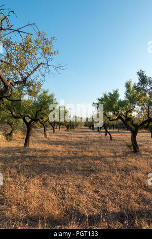 The road to Santiago and the via augusta in Castellon, Spain Stock ...