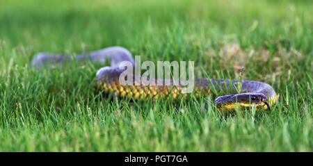 Black Tiger Snake (Notechis ater), Fam. Elapidae, A highly venomous ...